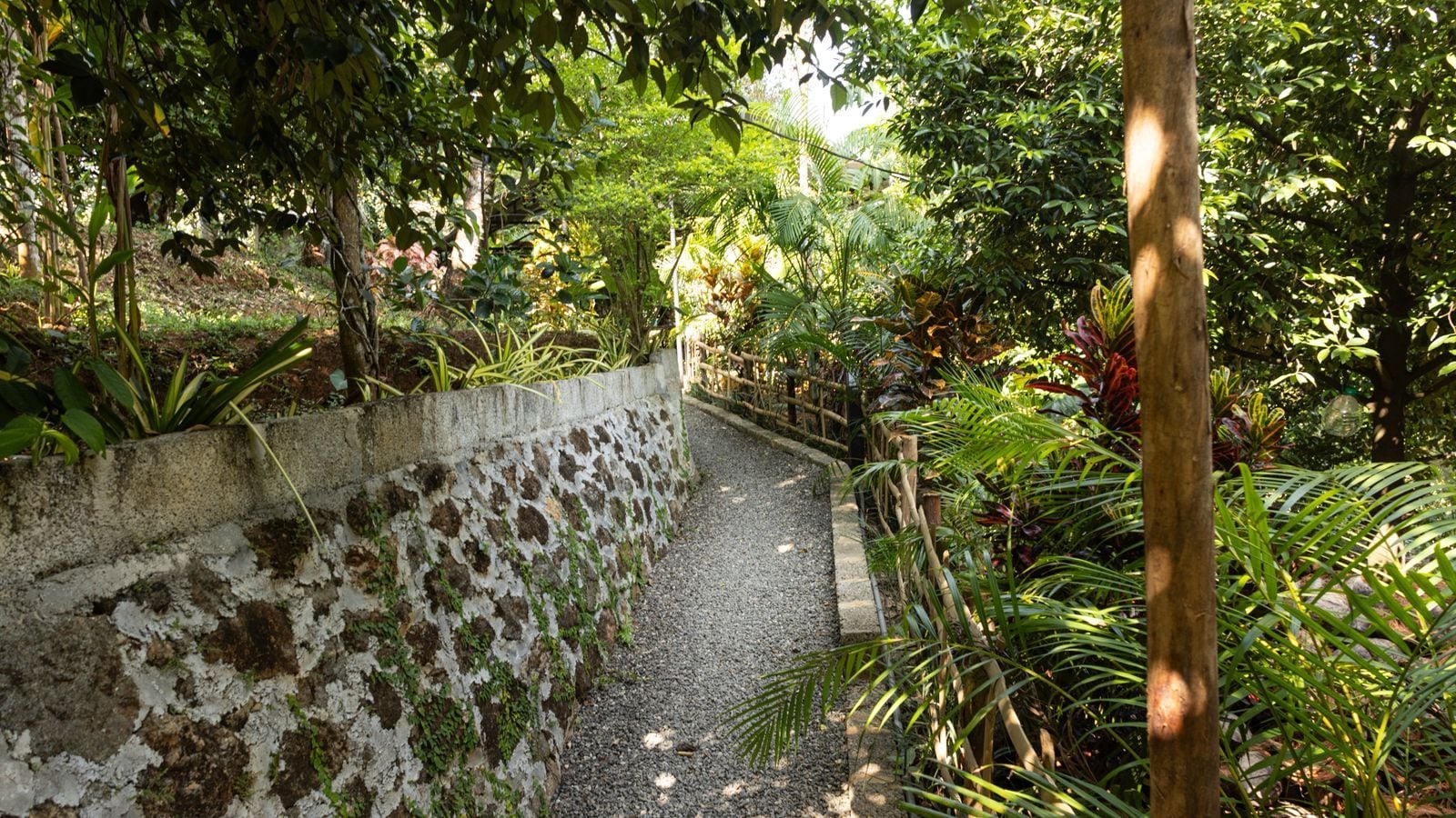 Uma trilha no jardim com um muro de concreto, cercada por diversas plantas e árvores.