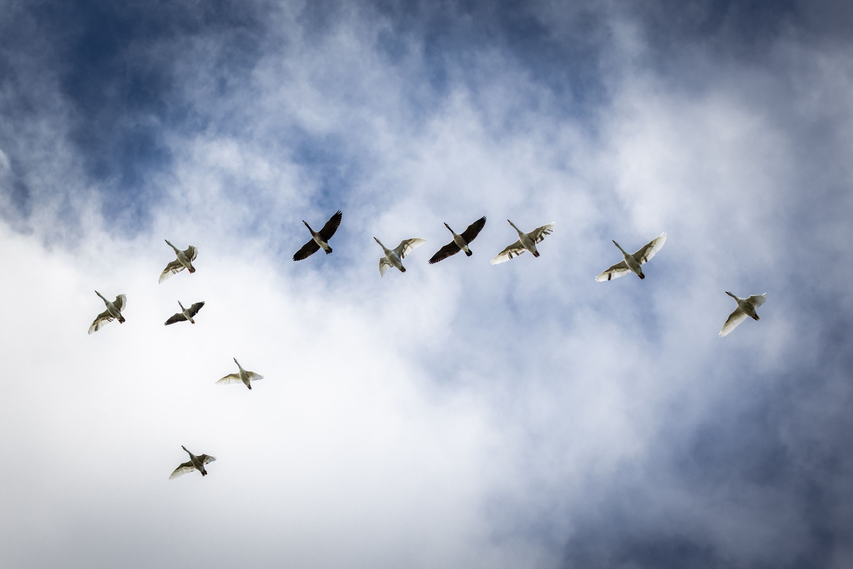Um bando de pássaros voando contra um céu nublado.