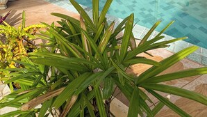 Piscina com bordas azulejadas, rodeada por um muro baixo e plantas em vasos.