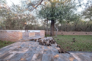 Área externa pavimentada com muro de tijolos e uma árvore.