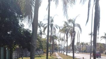 Uma trilha bordeada por palmeiras, um gramado e uma estrada com veículos.