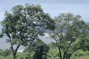 Paisagem costeira com vegetação densa e vista para o mar.