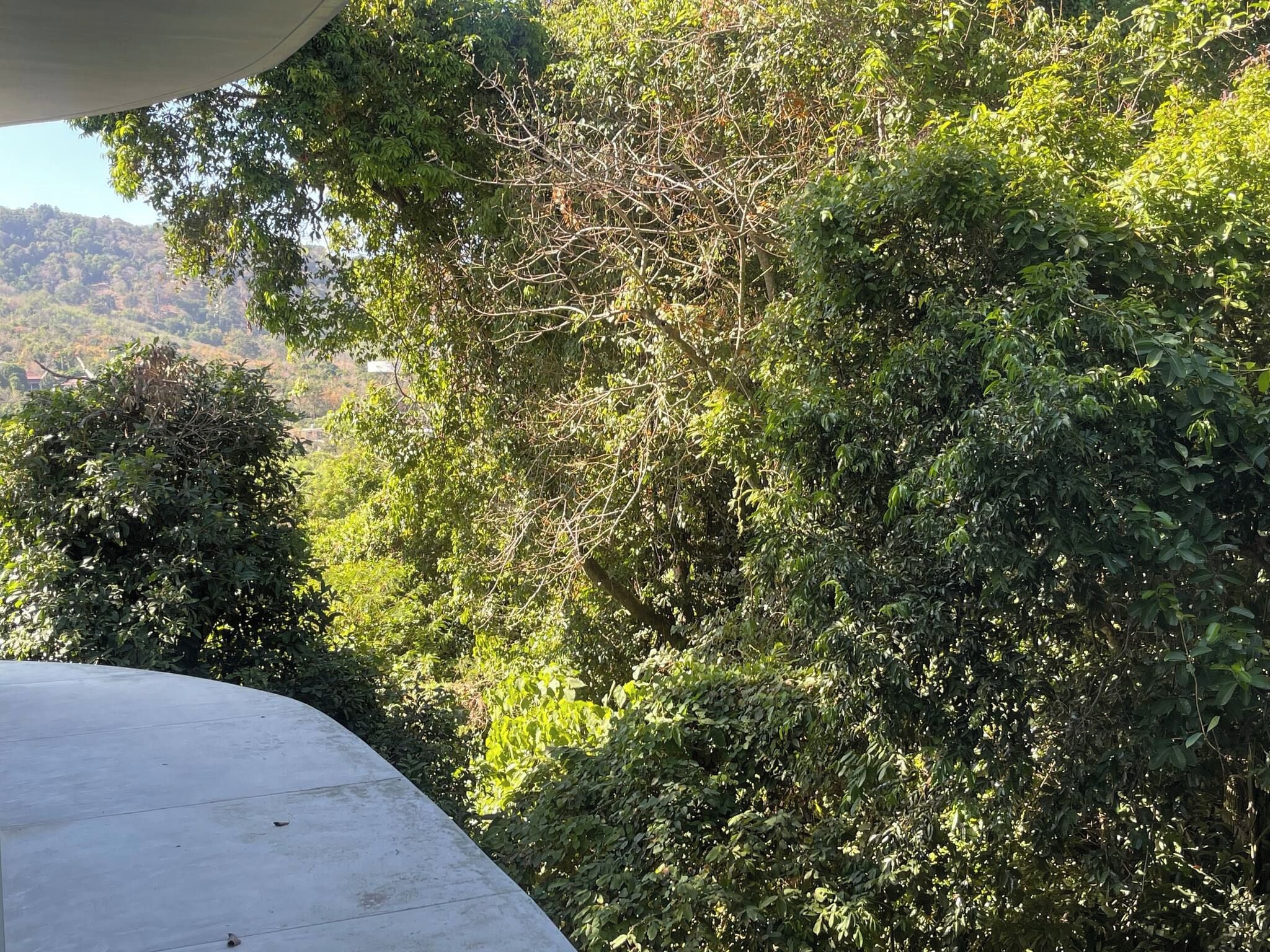 Estrutura de concreto, possivelmente parte de um edifício ou estrada, cercada por vegetação densa e árvores.