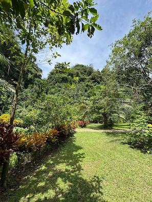 Uma trilha serpenteando por um jardim exuberante, com diversas plantas e árvores.