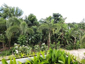 Um jardim exuberante com diversas plantas e árvores tropicais.