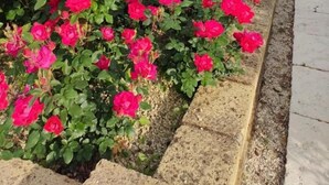 Um jardim com diversas flores, um caminho e um edifício com grandes janelas.