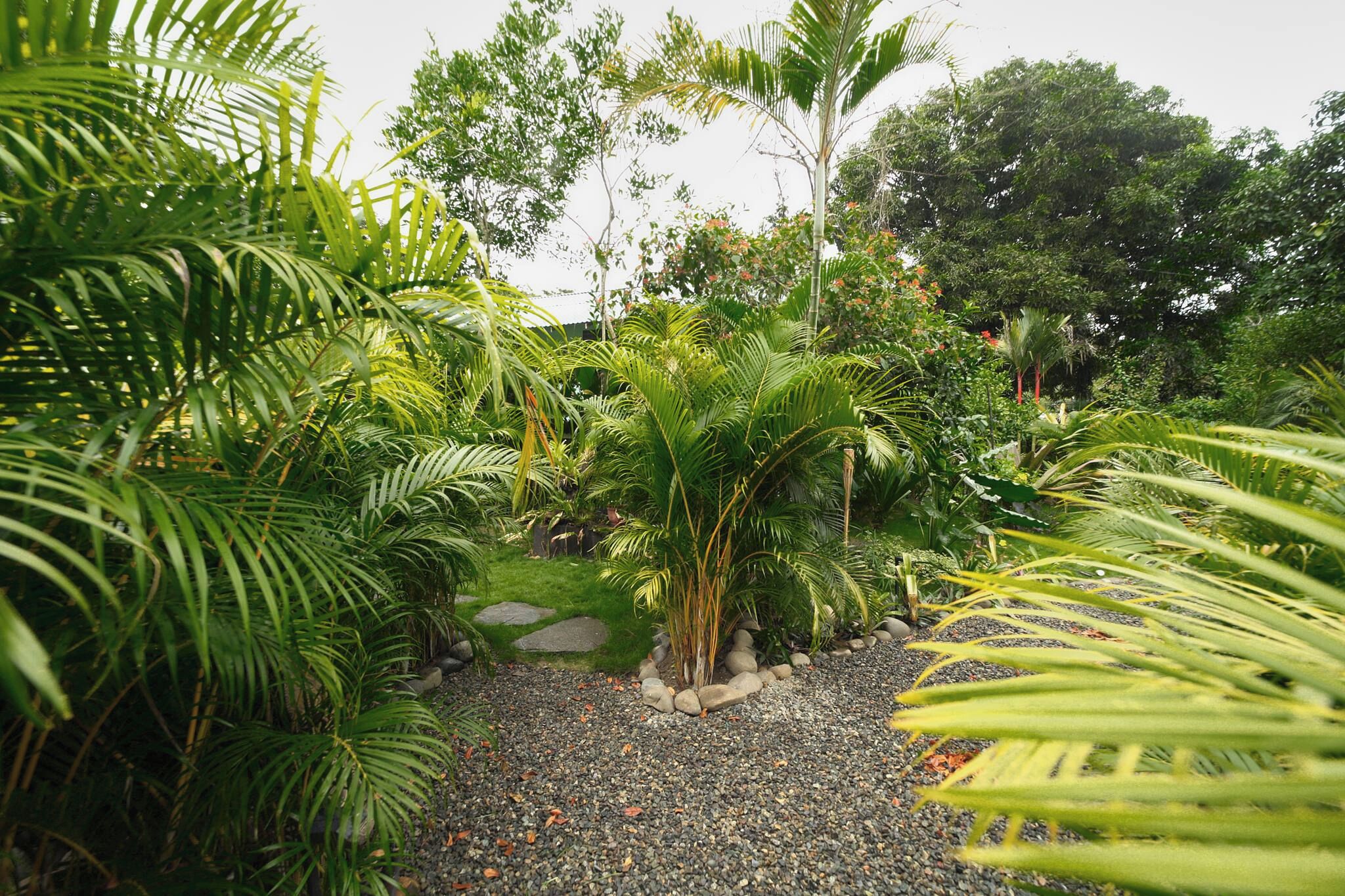 Jardim com diversas plantas tropicais e um caminho de cascalho.