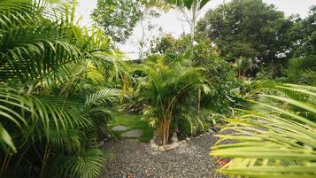 Jardim com diversas plantas tropicais e um caminho de cascalho.