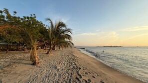 Uma praia com areia, palmeiras e mar calmo.