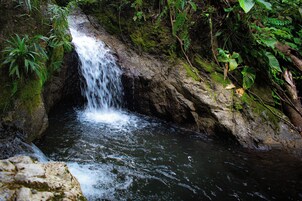 Uma cascata em área arborizada, com terreno rochoso e vegetação exuberante.