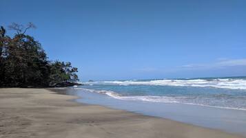 Uma praia com céu claro, ondas e vegetação densa.
