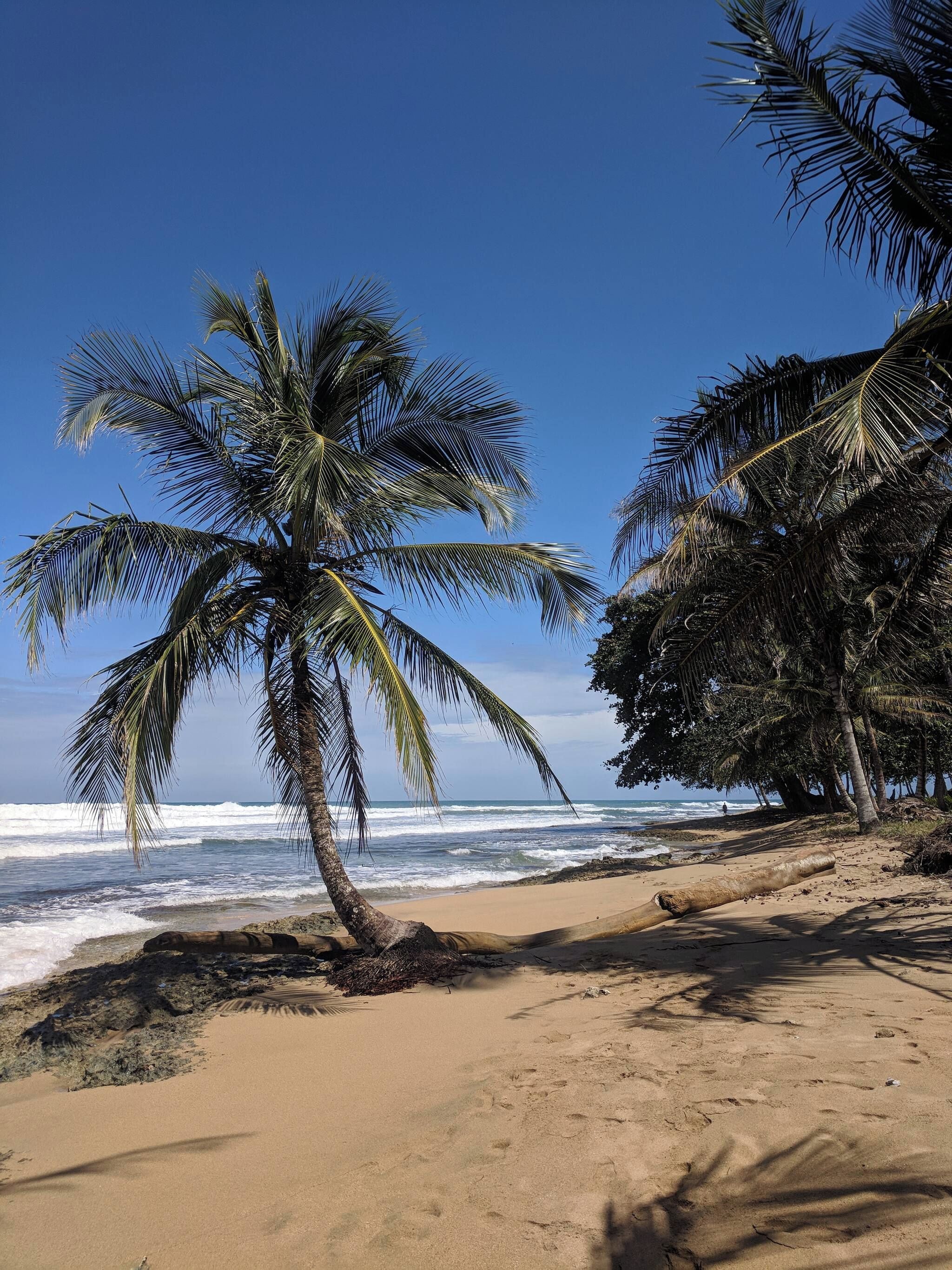 Uma praia com palmeiras, areal e ondas do oceano.
