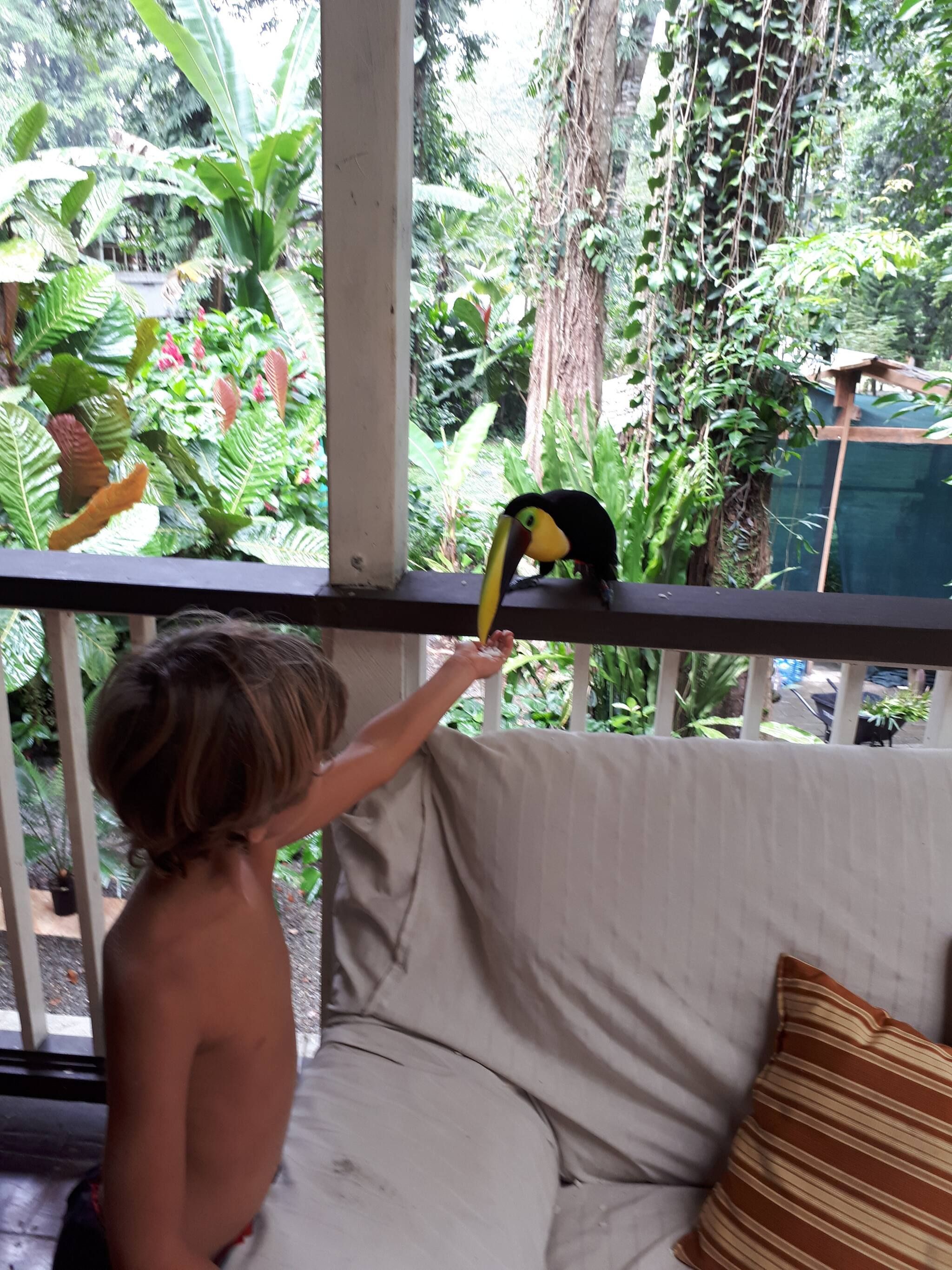 Uma pessoa interagindo com um tucano em uma varanda com vegetação exuberante ao fundo.