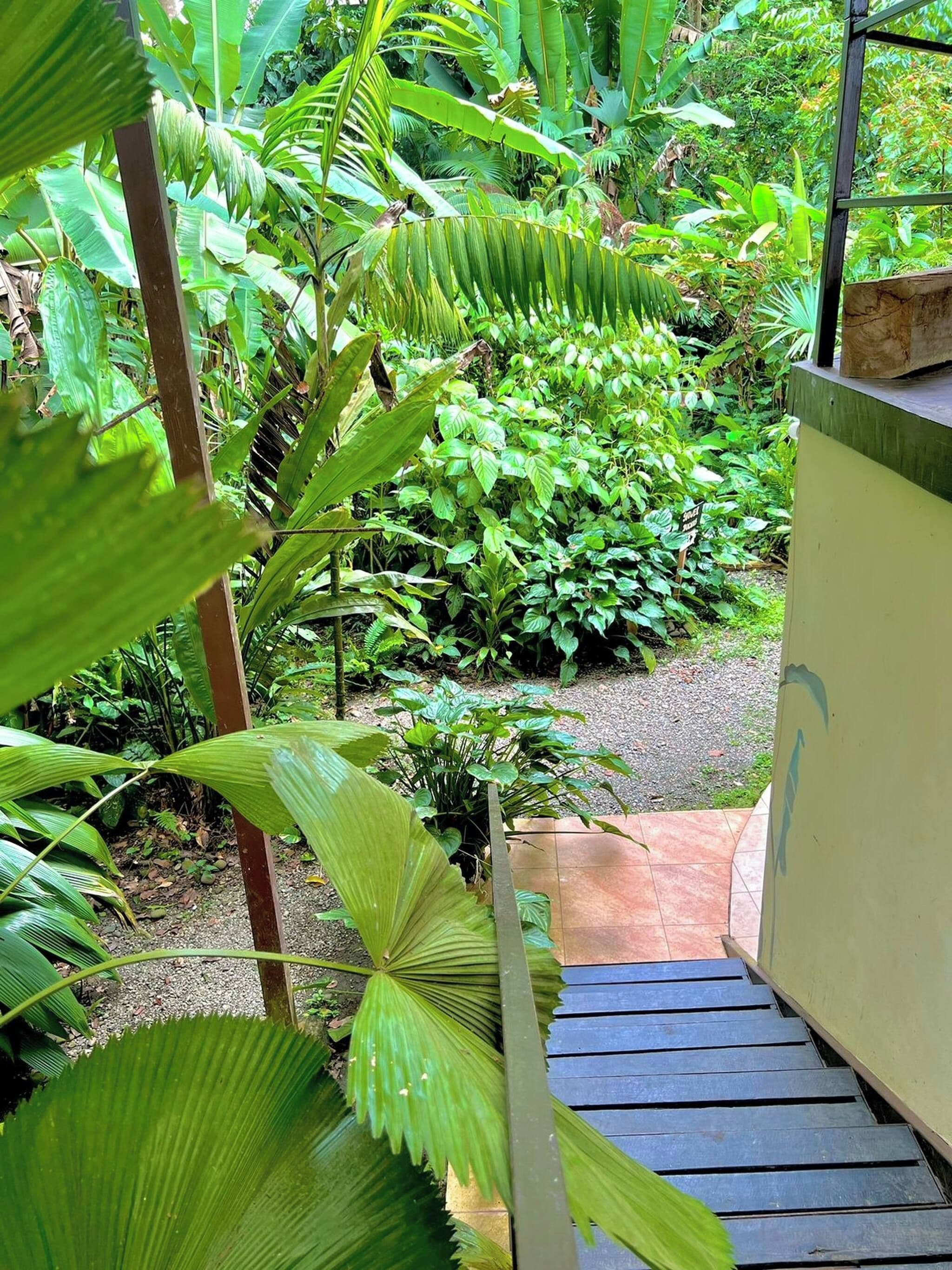 Escadaria de madeira que leva a um espaço coberto, rodeado por vegetação exuberante e diversas plantas.