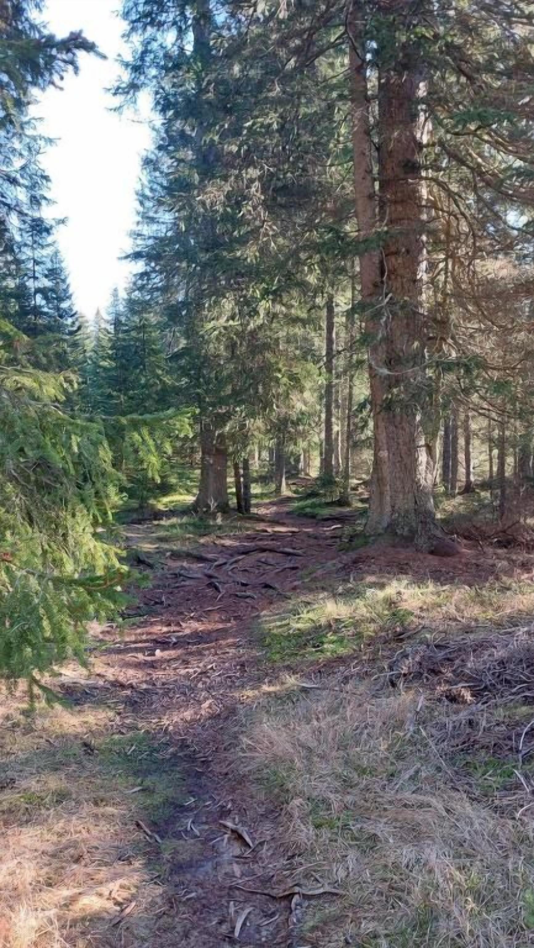 Área arborizada com um caminho de terra.