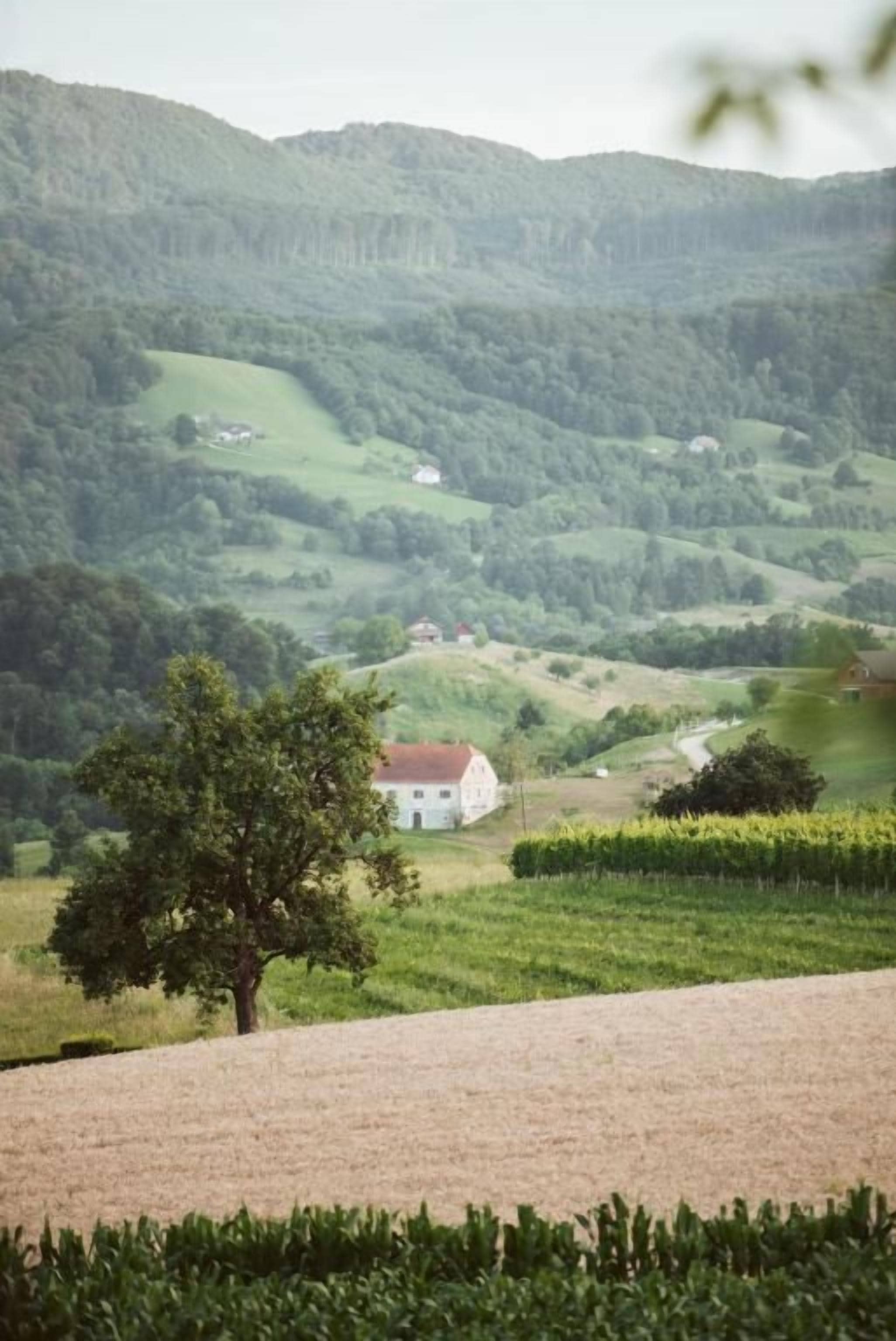 Paisagem rural com colinas ondulantes, um edifício branco com telhado vermelho e uma árvore em primeiro plano.