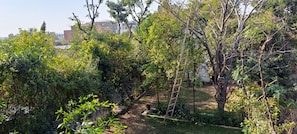 Um jardim com várias árvores e um caminho de terra.