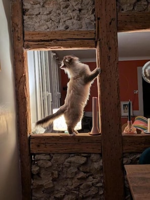 Um gato em pé sobre um parapeito de madeira próximo a uma janela, com uma parede de pedra e estrutura de vigas de madeira.