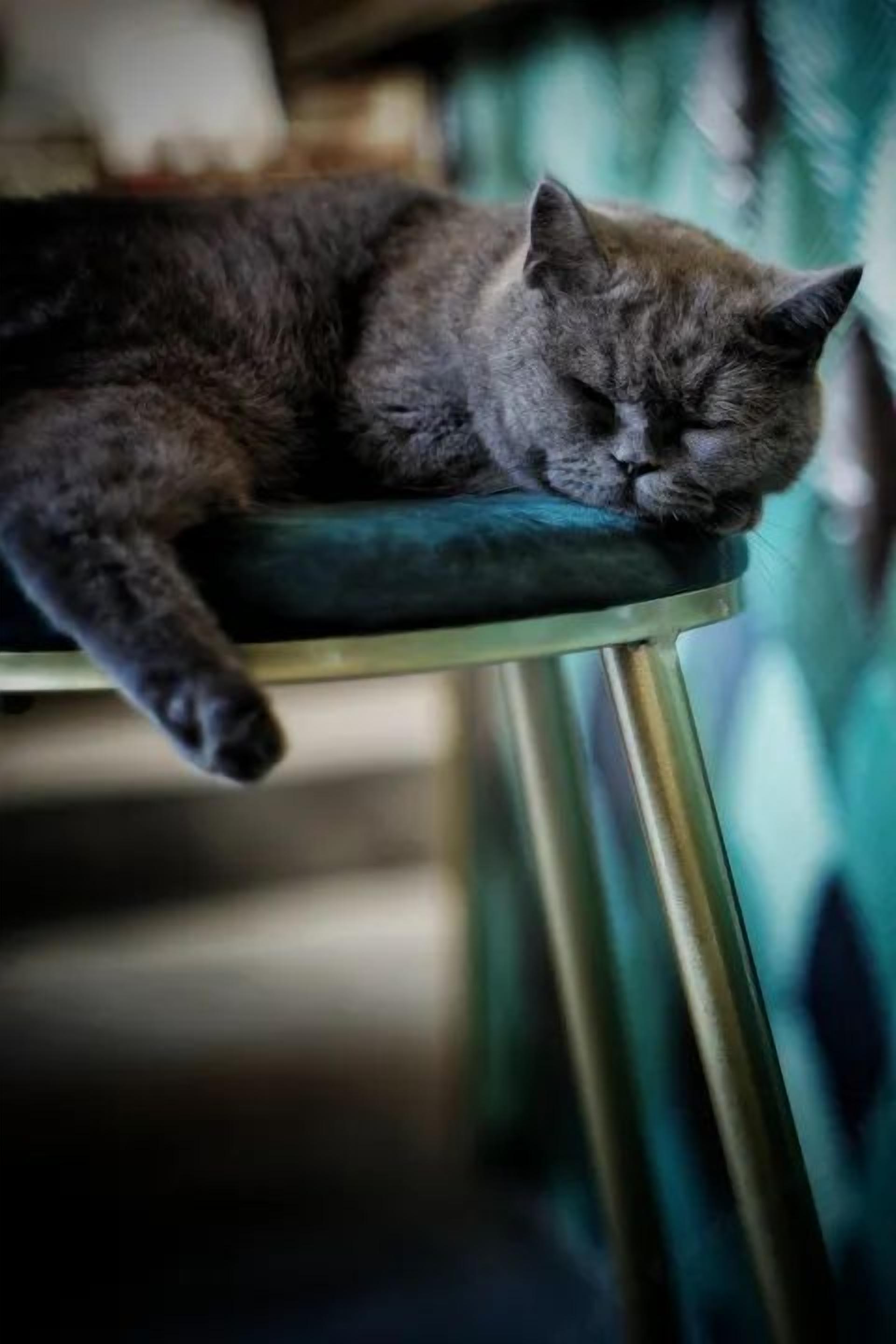 Um gato descansando em uma cadeira.