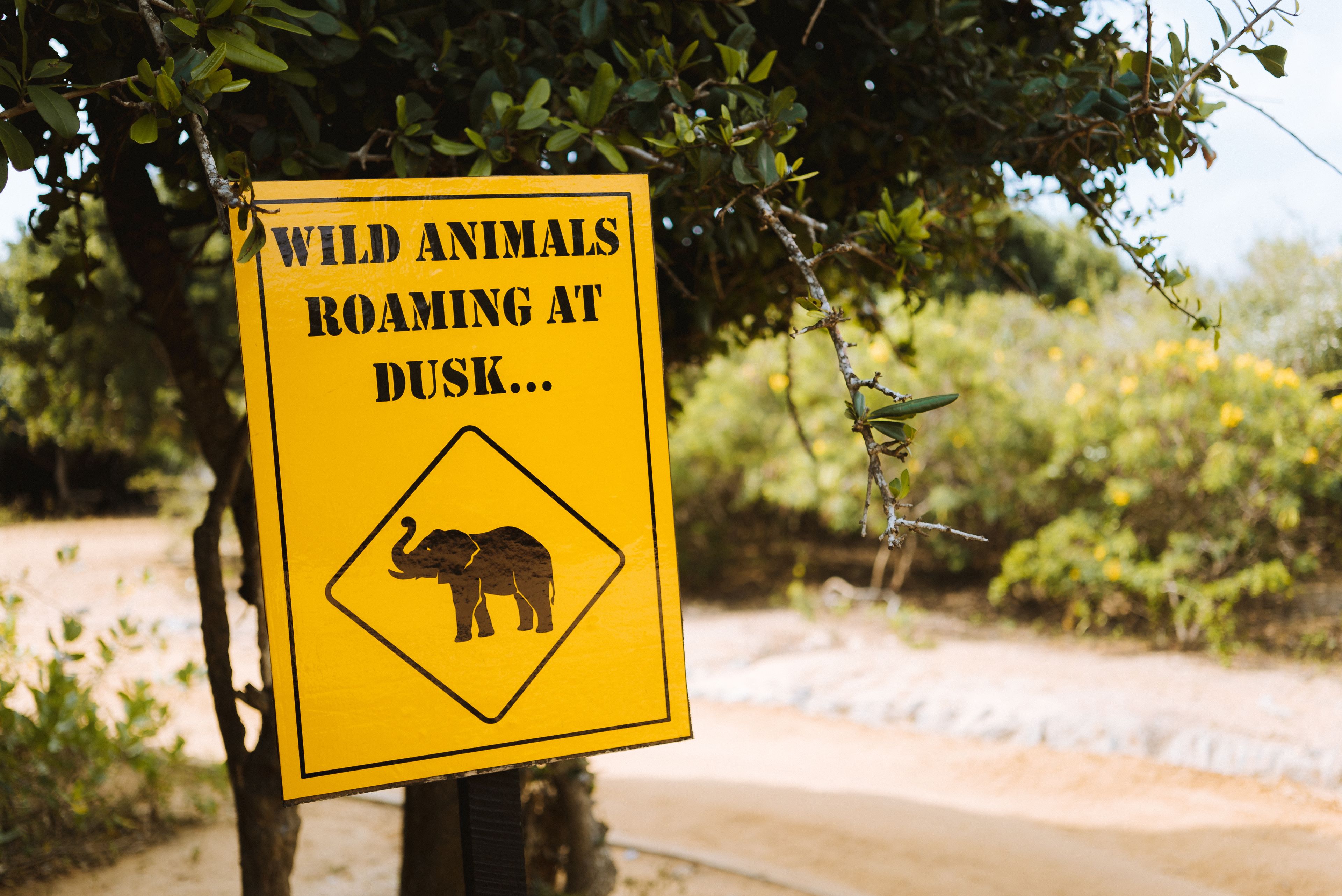 Placa amarela alertando sobre animais selvagens à noite.