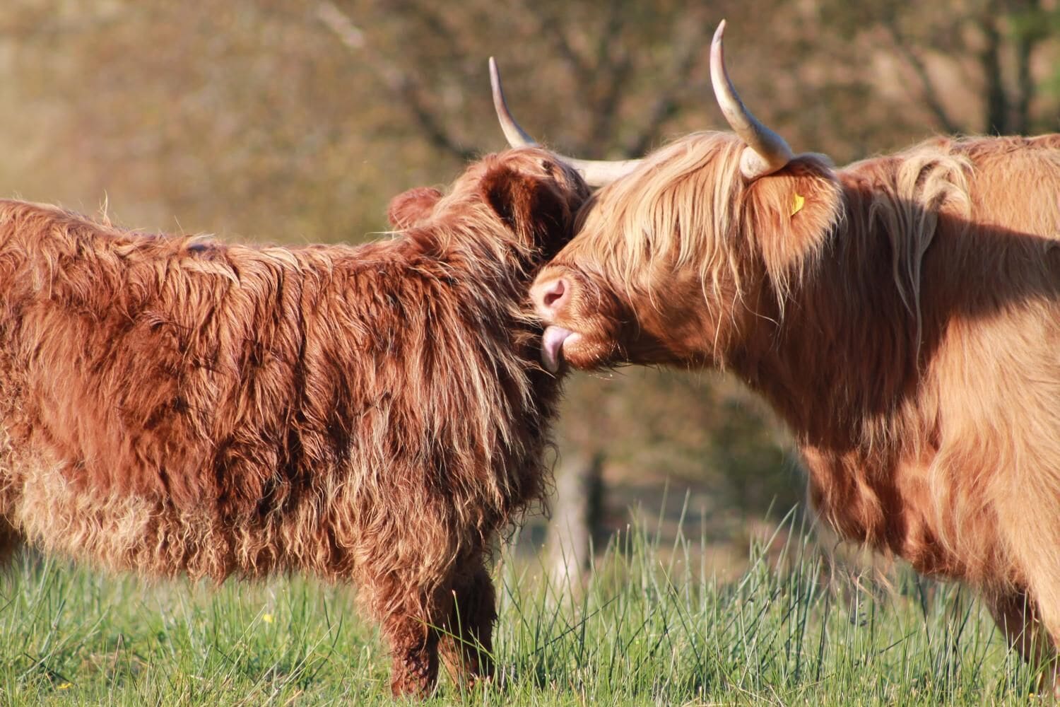 Duas vacas da raça Highland em um campo gramado.
