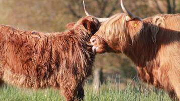 Duas vacas da raça Highland em um campo gramado.