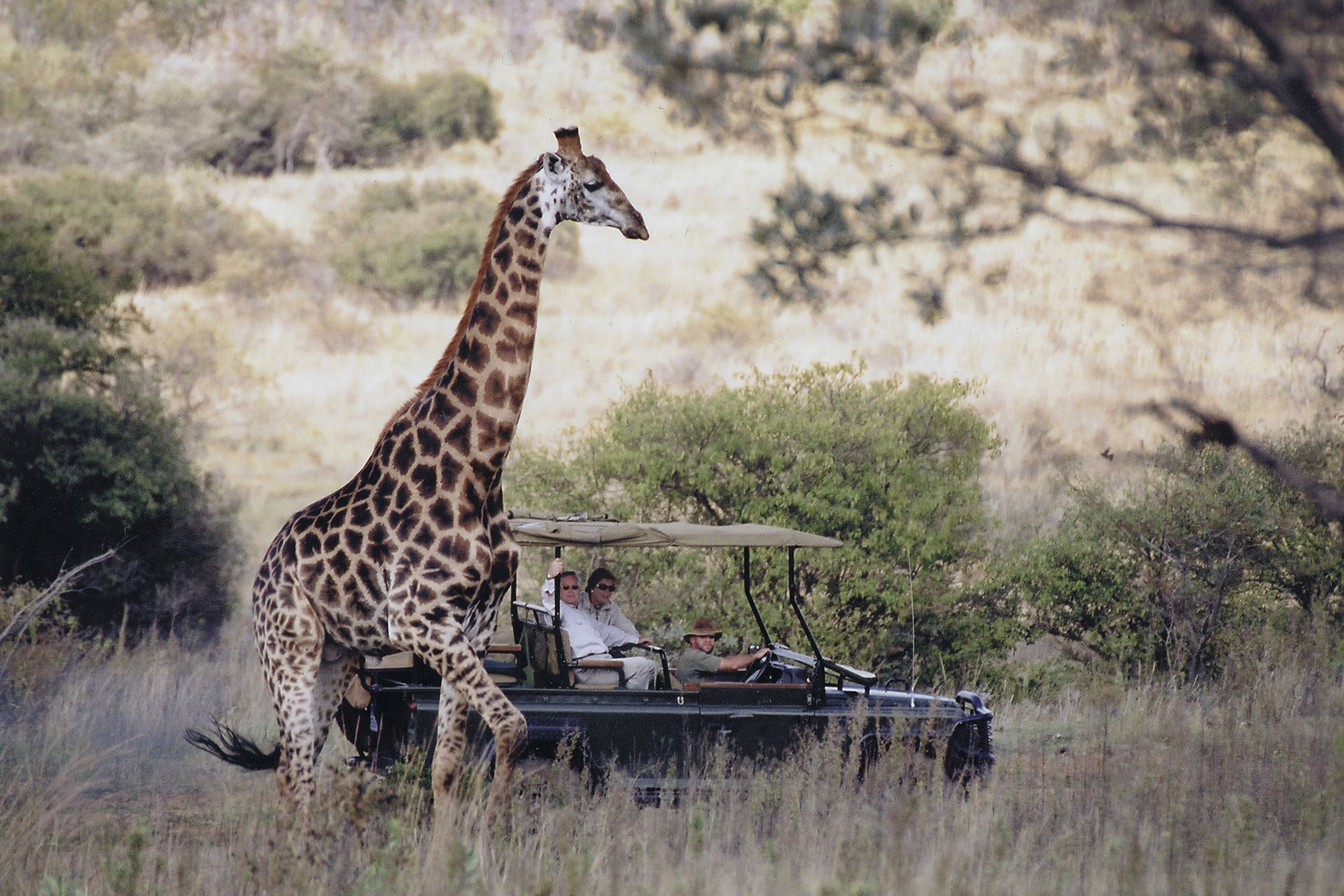 Uma girafa caminhando perto de um veículo de safari com passageiros.
