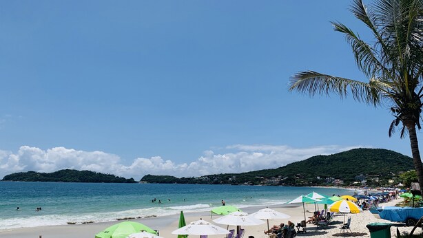 Uma praia com fileiras de espreguiçadeiras e guarda-sóis, uma palmeira e vista para o mar e uma colina ao fundo.