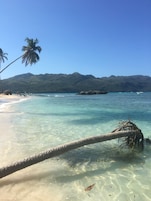 Uma praia com águas turquesa cristalinas, uma palmeira e uma montanha ao fundo.