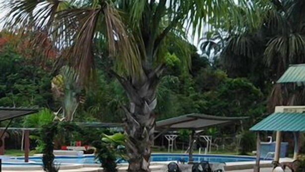 Piscina com água azul cristalina, rodeada por palmeiras e áreas de estar cobertas.