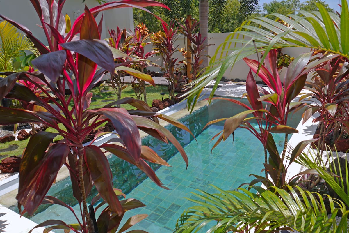 Piscina rodeada por diversas plantas.