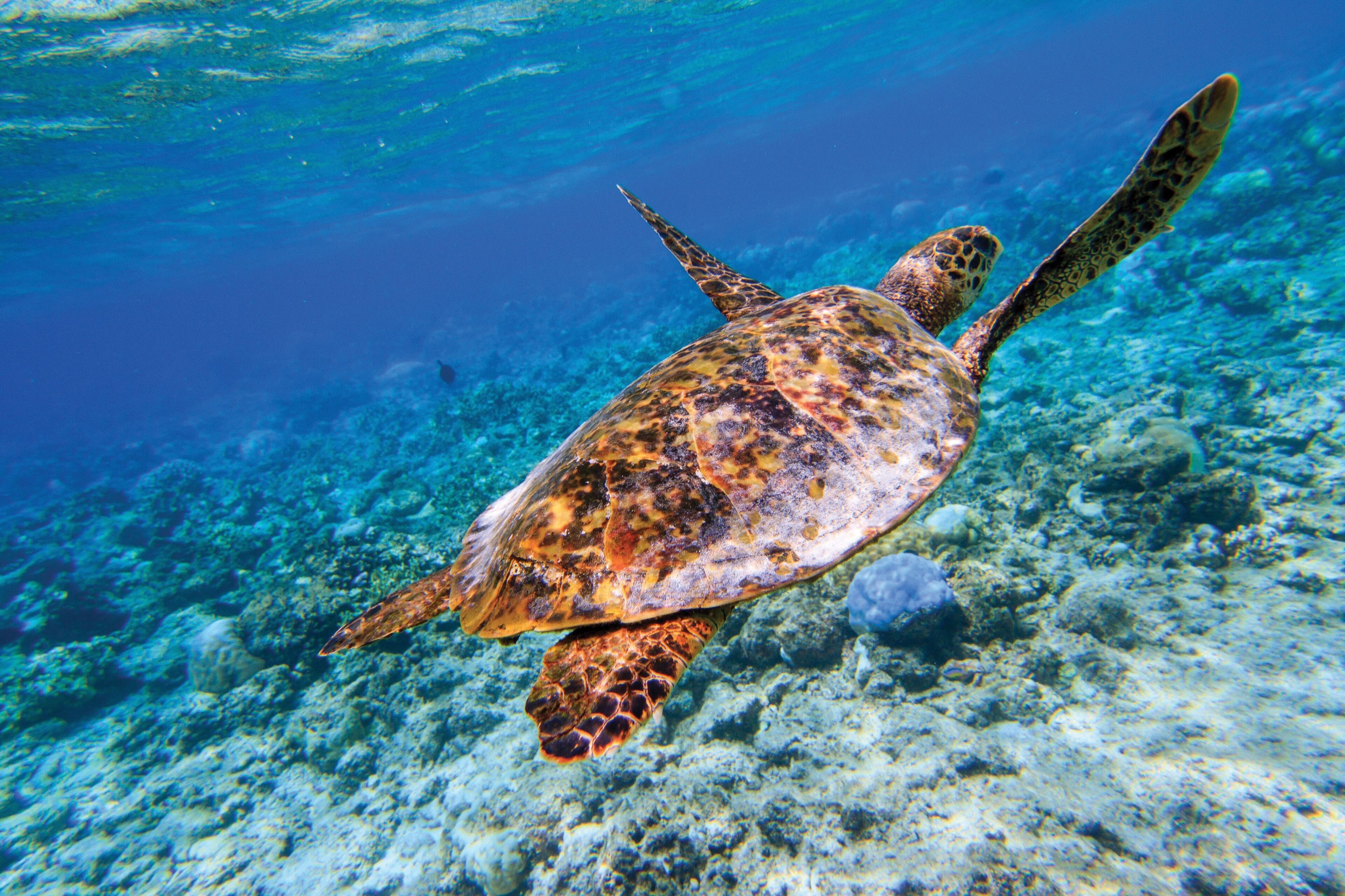 Uma tartaruga marinha nadando em água azul cristalina.