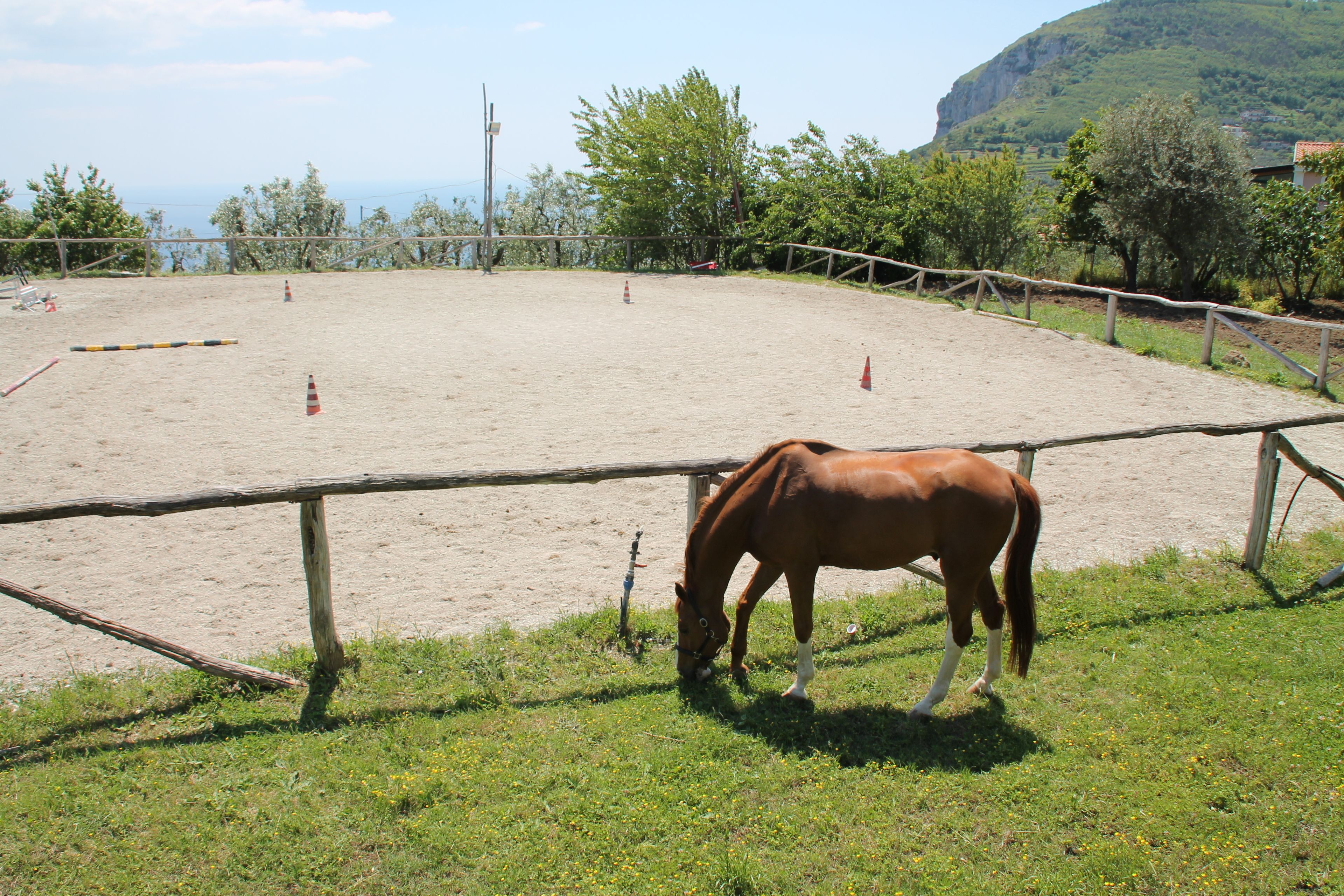 Um cavalo pastando em área externa cercada, com chão de areia e árvores ao fundo.