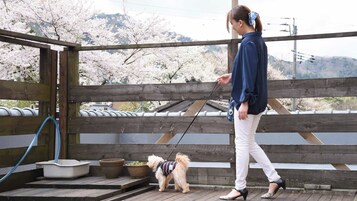 Uma pessoa passeando com um cão pequeno num alpendre de madeira, com vista para cerejeiras em flor e um edifício tradicional japonês ao fundo.