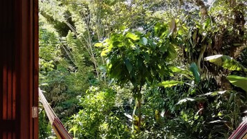 Um jardim exuberante com folhagem densa e uma estrutura de madeira visível parcialmente.