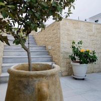 Paredede pedra com uma planta em vaso e uma escadaria.