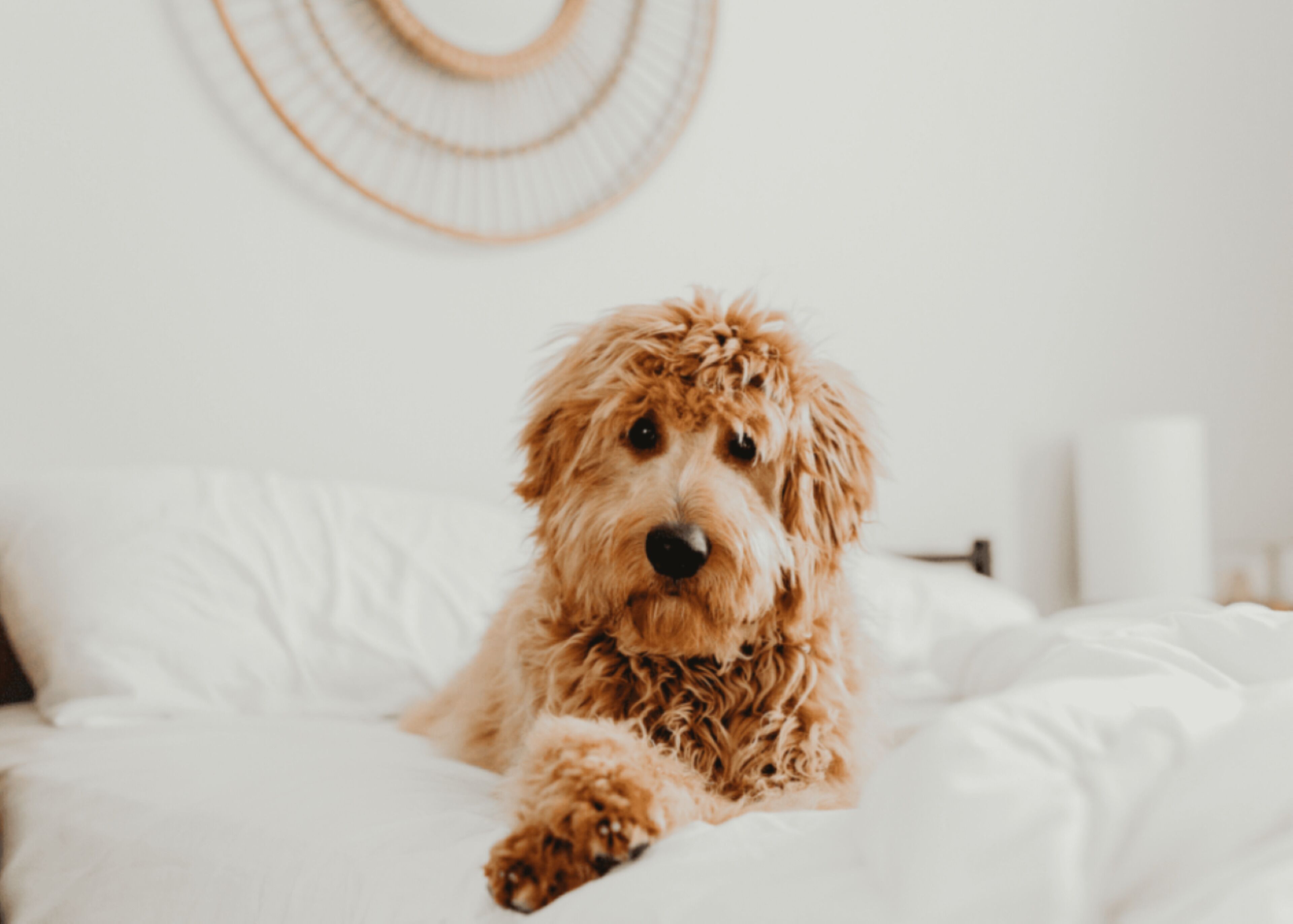 Um cão deitado numa cama em quarto com roupa de cama branca e uma decoração na parede.