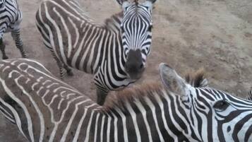Recinto de zebras com várias zebras.