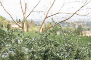 Um jardim com arbustos verdes e flores brancas, uma árvore ao fundo e uma vista distante de uma cidade.