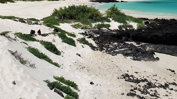 Uma praia com areia branca, vegetação verde e um céu azul límpido.