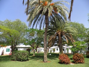 Um jardim bem cuidado, com palmeiras, gramado e edifícios brancos com venezianas verdes.