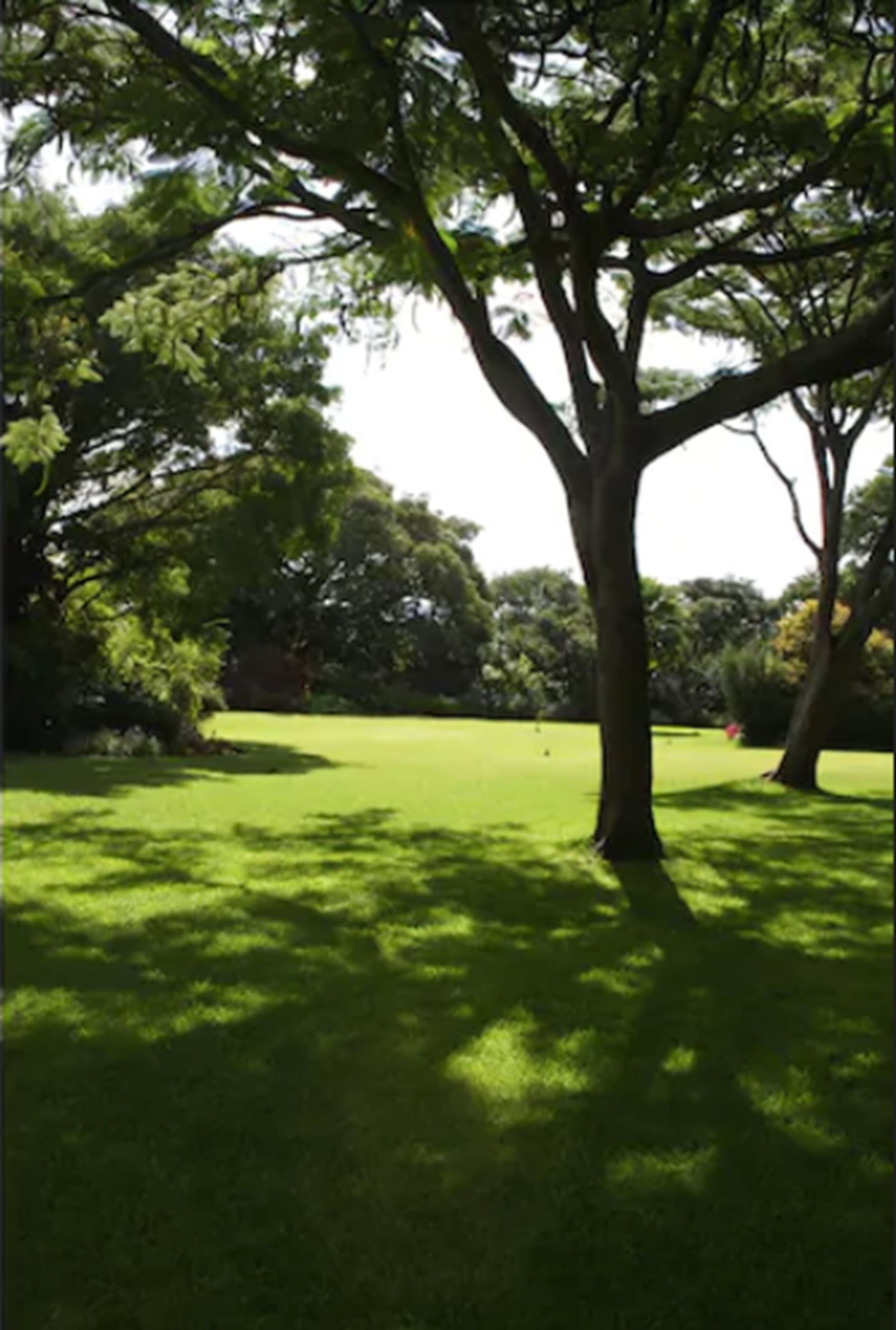 Uma árvore grande num parque com um gramado bem cuidado.