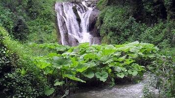 Uma cascata desce sobre rochas em uma floresta verde e exuberante.