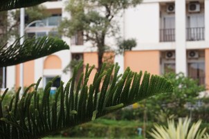 Planta verde com folhas semelhantes a agulhas, com um edifício ao fundo.