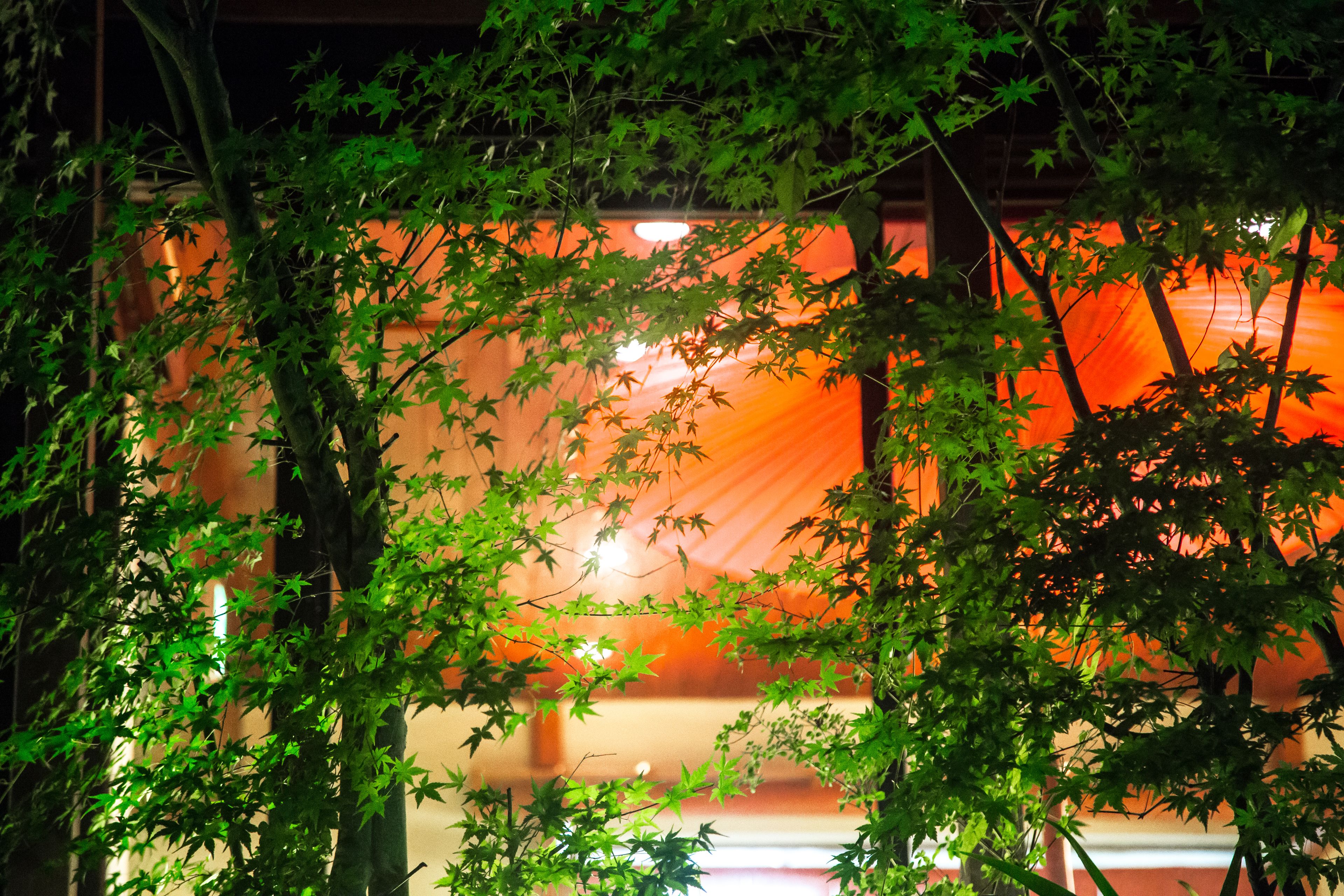 Um edifício japonês tradicional com interior acolhedor e vista para o céu noturno através da copa das árvores.