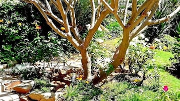 Jardim