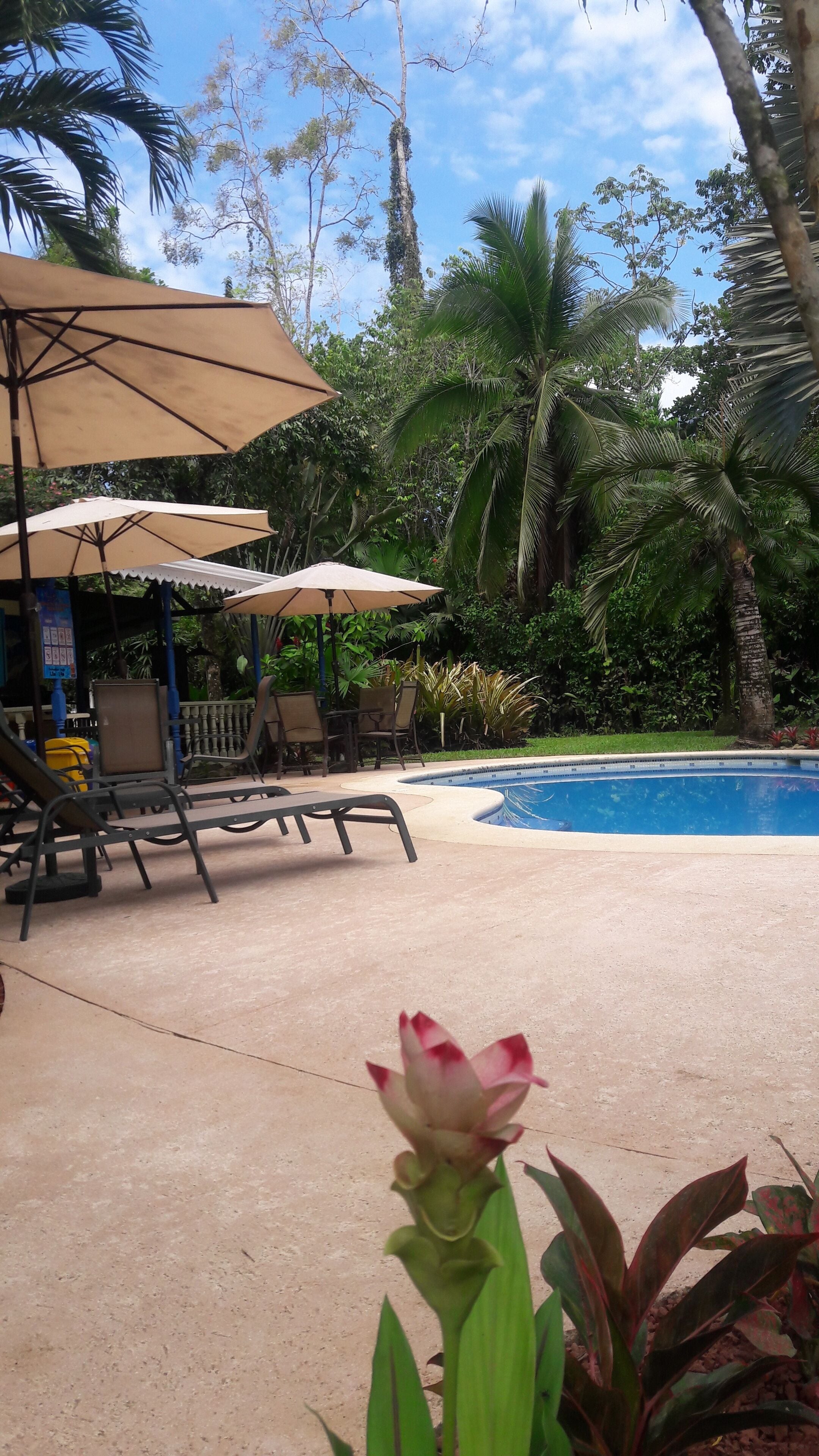 Uma área à beira da piscina com espreguiçadeiras e guarda-sóis, cercada por vegetação exuberante e um céu azul límpido.