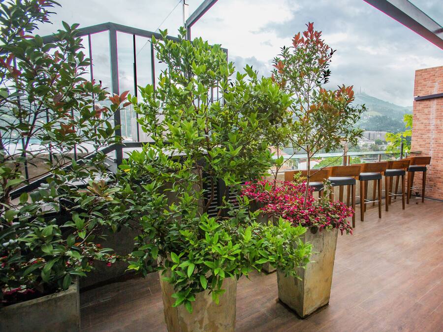 Terraço no telhado com plantas em vasos, cadeiras de madeira e vista para a cidade.