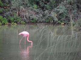 Um flamingo rosa em água, com reflexo, rodeado por vegetação.