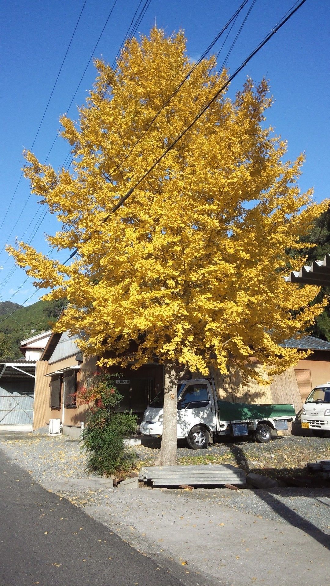 Uma árvore com folhas amarelas em frente a um prédio onde há um caminhão estacionado.